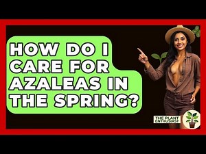 How Do I Care For Azaleas In The Spring? - The Plant Enthusiast