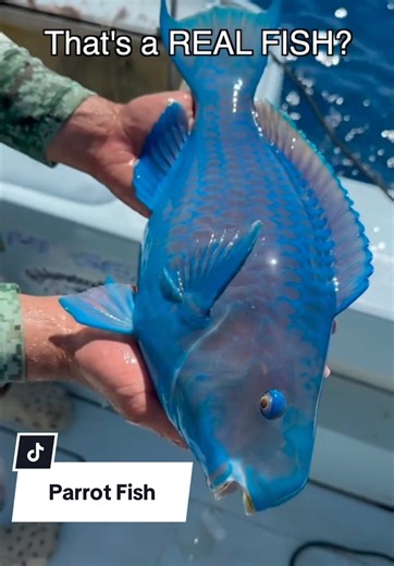 The Amazing Parrot Fish: Nature's Sandy Sculptor