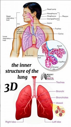 the inner structure of the lung #medical #animation #3d #short | BiologywithAliya