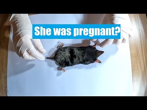 European Mole Dissection; Fur, Muscles & Skeleton Revealed