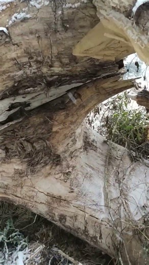 Through a Fallen Log | First Snowfall