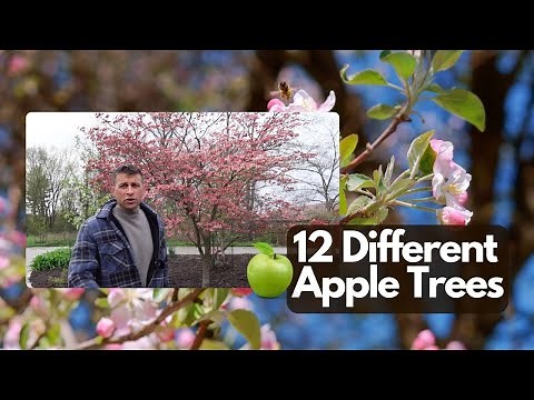 Apple Tree Cross Pollination | Are Your Blooms Open at the Same Time?