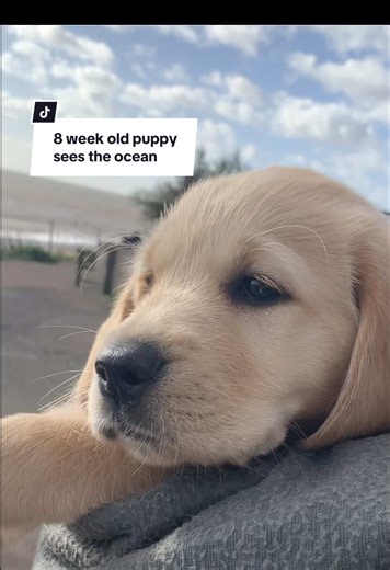 Taking puppy out for brief experiences is really valuable. The smells, sounds, sights and feel of the wind are all new. A lovely sleep afterwards whilst her little brain processed everything was a bonus. #puppyraising #puppy #dogpack #puppytraining #guidedogpuppy