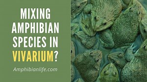 What Amphibians Can Coexist? Can Frogs Live Together? - Amphibian Life