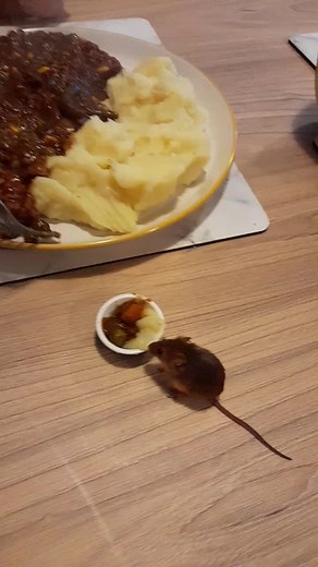 Homemade Mince Stew with Mrs. Jingles | Cooking with Gordon Ramsay