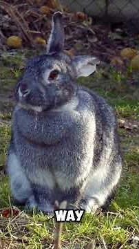 Amazing Rabbit Facts You Never Knew 🐇😱