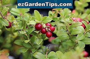 Comment planter et prendre soin d'un pêcher d'Elberta 🌱 Conseils Jardiniers - Fr.ezGardenTips.com