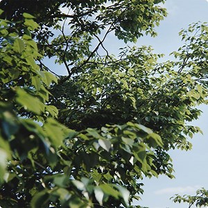 Materiales de vegetación en V-Ray