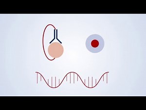 QuantiNova in action - ultra-specific one-step RT-PCR explained