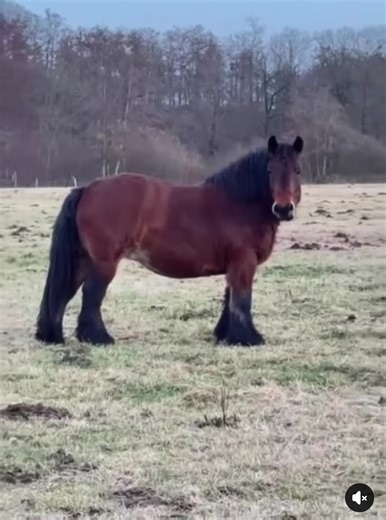 Exploring the Majestic Percheron Horse Breed