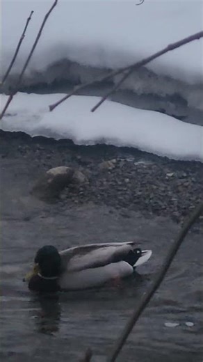 Male mallard duck drifts and hunts in cold snowy water. #shorts