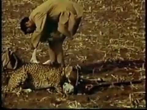 Indian Cheetah, the extinct big cat, in the old hunting days