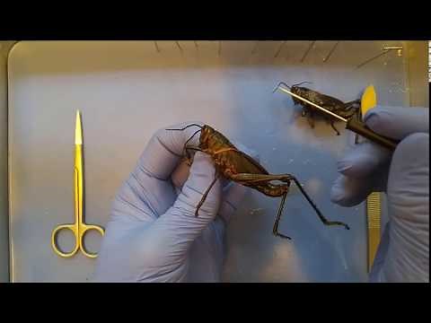 Grasshopper dissection
