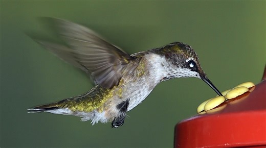 Hummingbird tracker: They’re here! Map shows where tiny birds have been spotted in Michigan