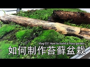 【Vlog】如何制作苔藓盆栽（超治愈） | How to build a moss garden (relaxing and satisfying) 031