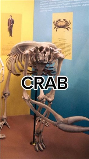 🦀BECOME CRABS🦀 #short #ytshort #crabs #animal #fact #interesting