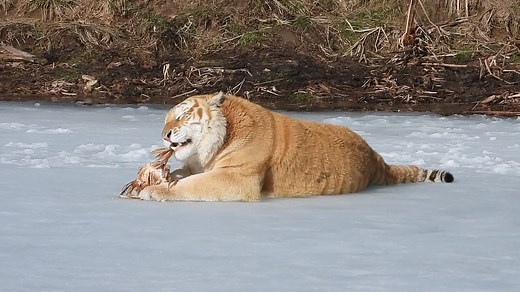 39K views · 5.6K reactions | What? Another video of King eating? Yes...