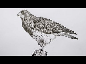 Drawing a Hawk with Only One Pencil | How to Draw a Hawk | Pencil Drawing