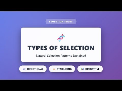 Types of Natural Selection: Directional, Stabilizing & Disruptive Selection Explained