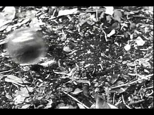 Invaders From Space (1965) - Full Movie