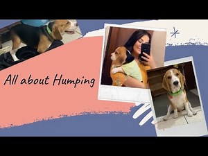 Why dogs do Humping?