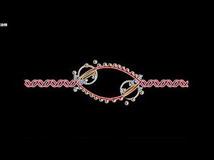 DNA replication animation lecture 2 | Prokaryotic DNA replication animation