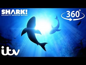 Swim With Sharks In This Immersive 360° Video! | Shark! Celebrity Infested Waters