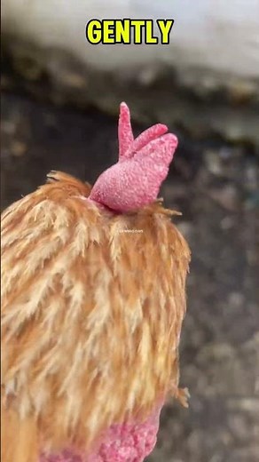 How To Stop a Broody Hen