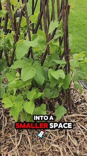 How to Use Garden Growing Frames | Mitre 10 Easy As Garden