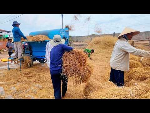 You Won't Believe How This Vintage Rice Thresher Works!