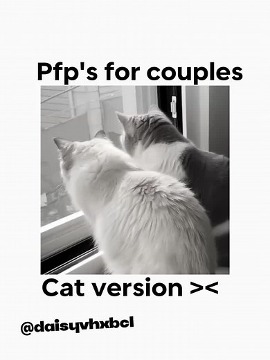 Cat Couple Profile Pictures: Cute Matching PFP Ideas for Couples