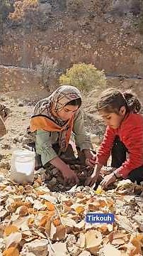 #Nomadic Life: Harvesting Acorns in the Heart of the Mountains | A Day with a Tribal Family⛰️