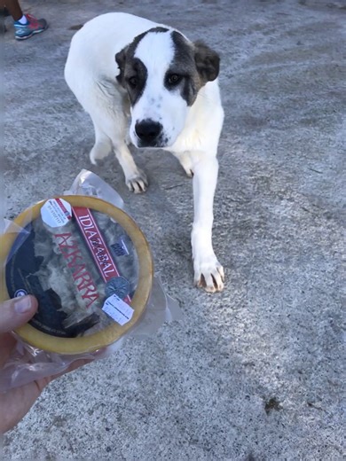A Basque sheep dog inspecting a wheel of Idiazábal cheese! I was fortunate to visit a small cheesemaker in the mountains near San Sebastián. The Basque sheep (protected by big sheep dogs) grazed right next to a tiny cheesemaking facility. We are proud to support the artisans who work so hard to make authentic regional cheeses for us to share with you. https://www.tienda.com/artisan-cheese/all-cheese #BasqueSheepdog #Sheepdog #FarmToTable #Cheesemaking | La Tienda