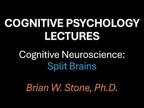 Cognitive Psychology - Cognitive Neuroscience Pt3 - Split Brains