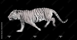 White tiger running realistic animation. Isolated animal video including alpha channel allows to add background in post-production. Element for visual effects.
