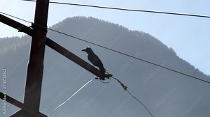 jungle crow ((Large-billed crow, Corvus macrorhynchos) sits on a primitive power pole (no insulators) in the Himalayas vailly. India