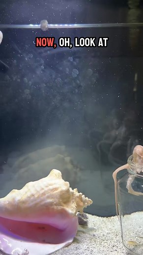 24K views · 652 reactions |  Lucy the octopus!  Watch her hunting skills in action as she cleverly catches her prey. Such a cool and smart creatur #video #reelsfb #fbreels #fypシ #fypシ゚ #viralvideo #foryou #fyp #viralpost #viralreels #trendingnow #viral #reelsviral | Ernestine Hollie | Facebook