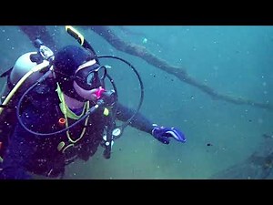 Swimming through underwater trees at Big Blue Spring with Tallahassee SCUBA instructor Gabrielle
