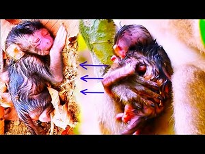 🔴LIVE: Heartbreaking Moment! Newborn Baby Monkey Falls & Struggles Without Mom’s Care! #122