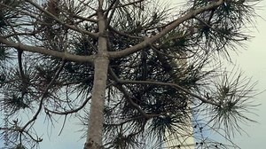 Strolling past an art installation along the Spanish coastline, highlighting artistic expression and tourism promotion.
