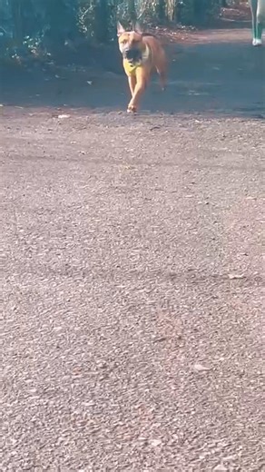 Sunday walkies best boy ❤️