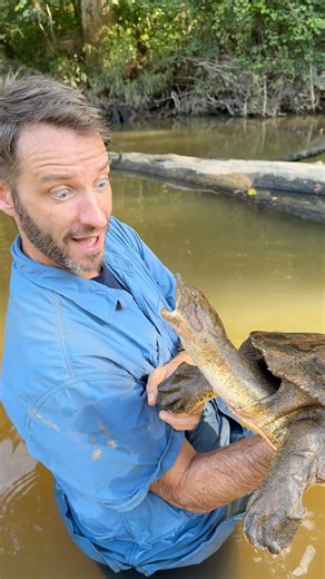 Spiny Softshell turtle wants to bite my face! #turtle
