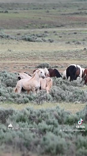 412K views · 3.8K reactions | With Red Cloud a little over 2 years...