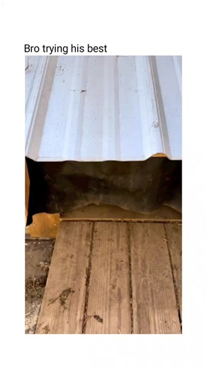 Poor fella #fyp #funny #fails #meme #ngelucuviral #viralmeme #lucu_ngakak #kurakura #kawen #animalsoftiktok