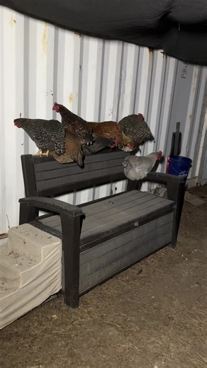 Unlocking the Secrets of Backyard Chickens