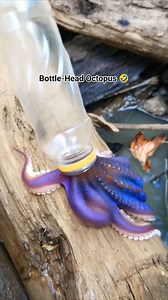 Omg This Octopus is Too Cute! #fantasy #animals | Wily Antoni