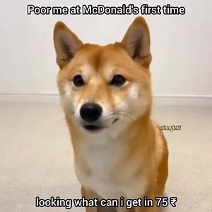 156K views · 3.9K reactions | Dard嵐 | Robin doge | Facebook