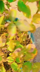 Na ye pyar kam hoga..🥰 | Vipin Divisha Pal