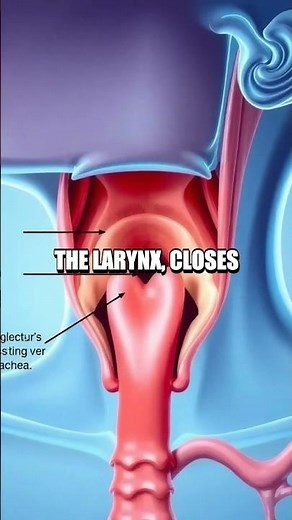 The Human Larynx: Voice Box and Airway Guardian