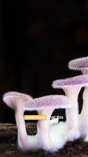 3.7K views · 33 reactions | How did fungi shape all life on land —...